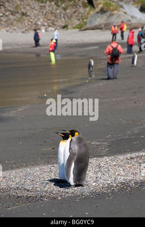 King penguins, Moltke Harbour, Royal Bay, South Georgia, South Atlantic ...
