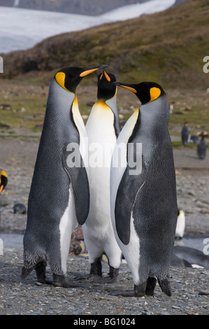 South Georgia. Saint Andrews. King penguin (Aptenodytes patagonicus ...