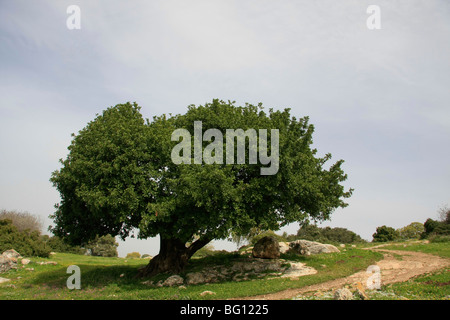 Israel Carob tree Ceratonia Siliqua in Jerusalem Stock Photo - Alamy
