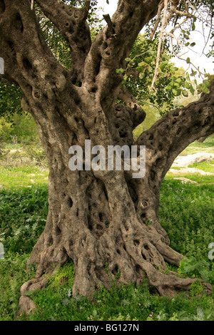 Israel, Lower Galilee, Carob tree at the top of Mount Arbel Stock Photo ...