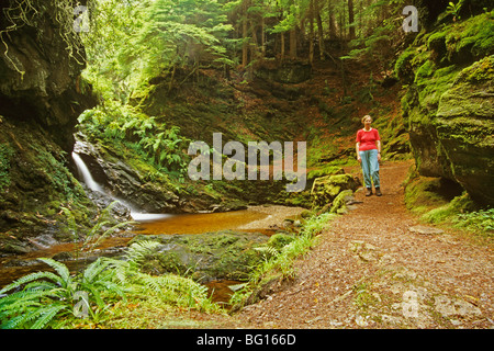 Puck's Glen Forest Walk at Invereck, near Dunoon Stock Photo - Alamy
