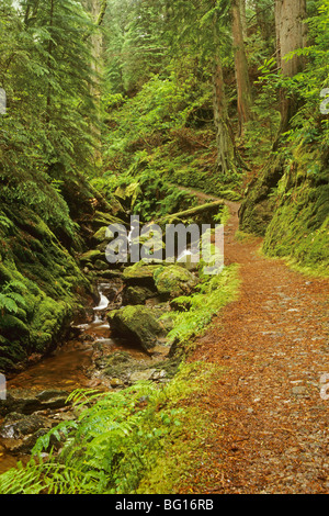 Puck's Glen, Argyll Forest Park, by Dunoon. A magical gorge with ...