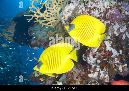 CLOSE-UP VIEW OF BUTTERFLYFISH SWIMMING ON CORAL REEF Stock Photo - Alamy