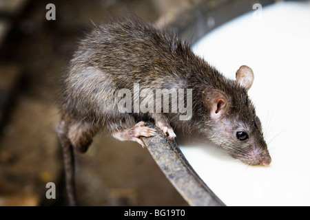 Holy rats drinking milk in the Karni Mata temple, Deshnok near Bikaner ...