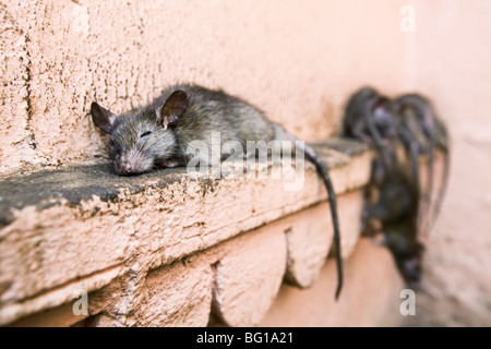 Holy rat sleeping at Karni Mata Temple (Rat Temple) in Deshnok ...
