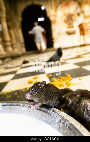 Holy rats drinking milk in the Karni Mata temple, Deshnok near Bikaner ...