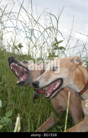 couple enjoying in walk with dogs outdoors Stock Photo - Alamy
