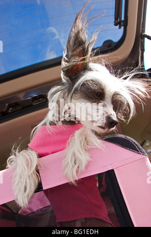 Dog in a pink car Stock Photo - Alamy