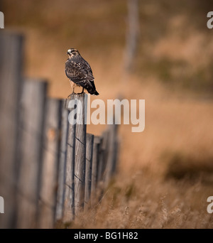 Swainson's Hawk about to land on fence post in southeast Alberta Canada ...