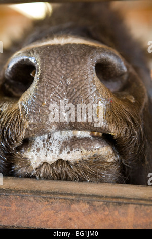 Nose and mouth of a bison/buffalo Stock Photo - Alamy