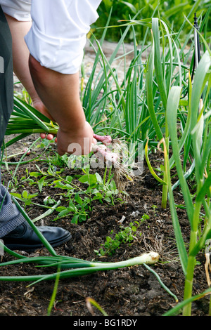Fresh spring onions Stock Photo - Alamy