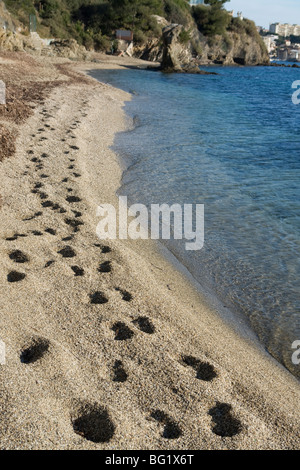 Beach of Le Mourillon Toulon Stock Photo - Alamy