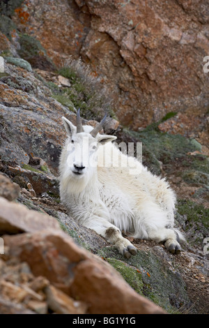 Mount Evans Mountain Goat Stock Photo - Alamy