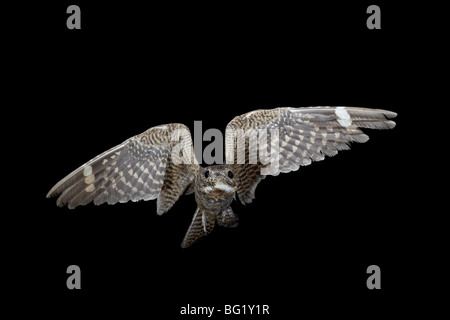 "Lesser Nighthawk (Chordeiles acutipennis) flying, Arizona Stock Photo ...