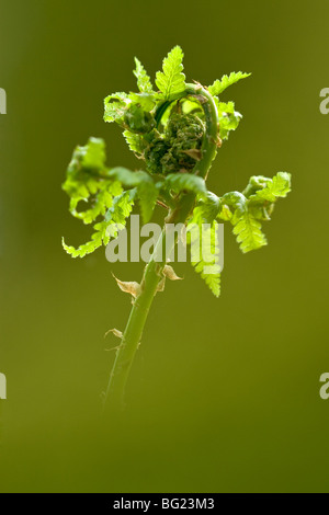 A damp fern in the forest spring undergrowth fills the frame with a sea ...