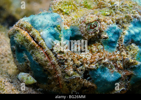 Close-up of the Stonefish on coral reef. Reef Stonefish (Synanceia ...