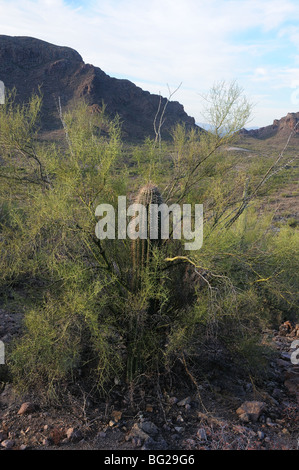 A palo verde tree serves as a "nurse plant" for saguaro cactus ...