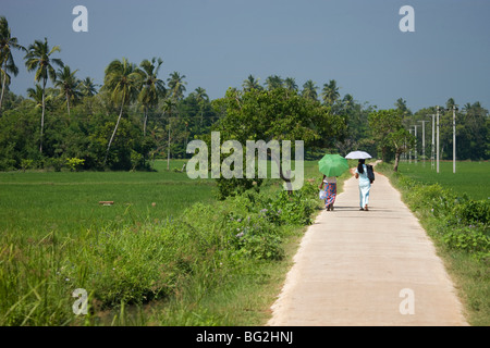 Women walking through the Rice fields, Sri Lanka Stock Photo - Alamy
