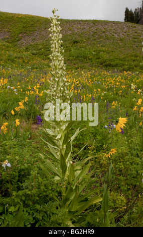 Green gentian, Frasera speciosa Stock Photo - Alamy