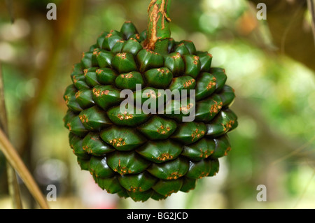 Screw Pine fruit (Pandanus), Mauritius, Africa Stock Photo - Alamy