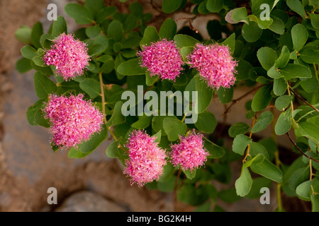 Rosy Spirea or Subalpine Spirea Spiraea splendens var. splendens, Mount ...