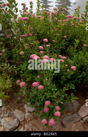Rosy Spirea or Subalpine Spirea Spiraea splendens var. splendens, Mount ...