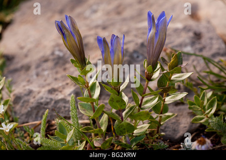 Mountain Bog Gentian (Gentiana calycosa Stock Photo - Alamy