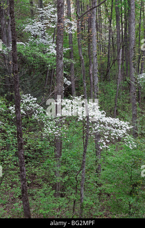 Appalachian Mountain Flora white Dogwood tree flowering spring greenery ...
