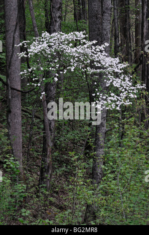Appalachian Mountain Flora white Dogwood tree flowering spring greenery ...