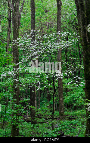 Appalachian Mountain Flora white Dogwood tree flowering spring greenery ...