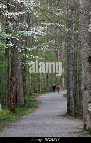 Spring Dogwoods in Great Smoky Mountain National Park Stock Photo - Alamy