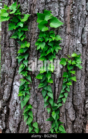 Green ivy growing wild on the facade of a small old stone country ...