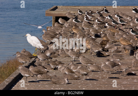 Snowy Egrets, Willets, Marbled Godwits and Black-necked Stilts at high ...