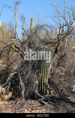 A palo verde tree serves as a "nurse plant" for saguaro cactus ...