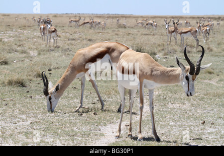 springbok herd grazing Stock Photo - Alamy