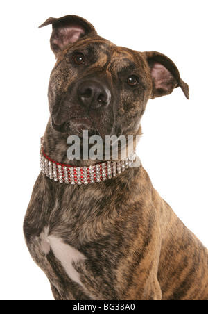 half breed dog (Staffordshire Bull Terrier) - lying - cut out Stock ...