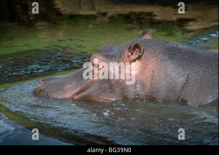 Hippopotamus in captivity Stock Photo - Alamy