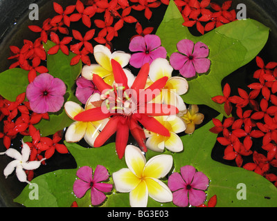 Typical flower in Bali, Indonesia Stock Photo - Alamy