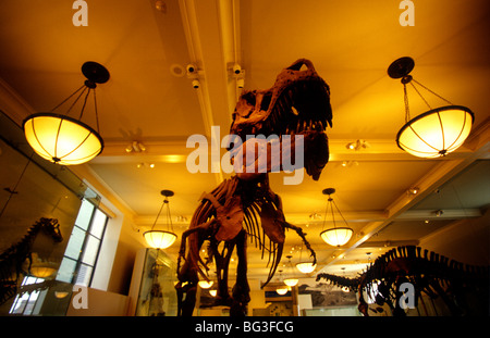 TYRANNOSAURUS REX SKELETON, NIGHT AT THE MUSEUM, 2006 Stock Photo - Alamy