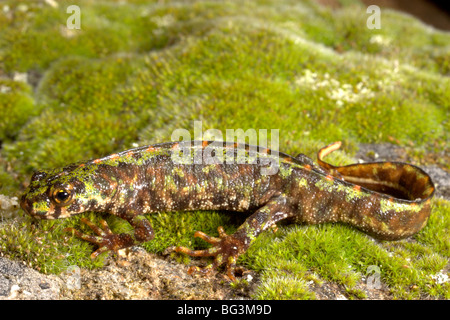 triton marbré Marbled Newt Triturus marmoratus adult amphibians animal ...