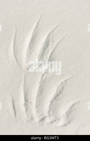 Imprint of bird strike in the snow Stock Photo - Alamy