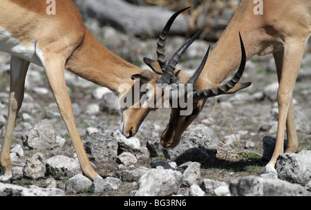 Black faced impala fighting Stock Photo - Alamy
