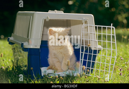 Kitten in a transport box Stock Photo - Alamy