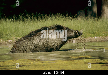 wild boar in water Stock Photo - Alamy