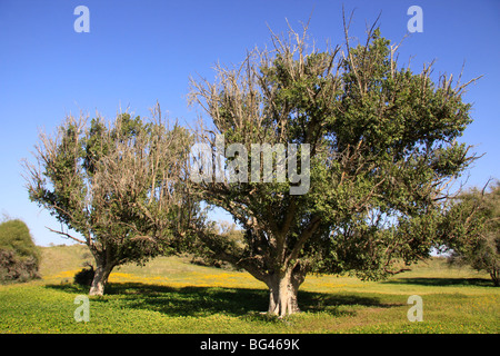 Israel Coastal Plain Sycamore tree Ficus Sycomorus in Ramat Gan Stock ...