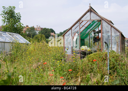 overgrown greenhouse on allotment plot, norfolk, england Stock Photo ...