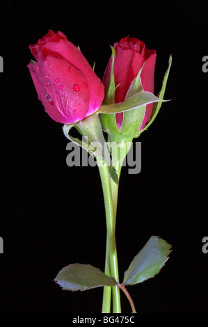 two scarlet red roses Stock Photo - Alamy