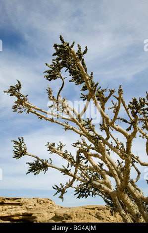 Oman, Dhofar Region, Salalah. Frankincense Trees Stock Photo - Alamy
