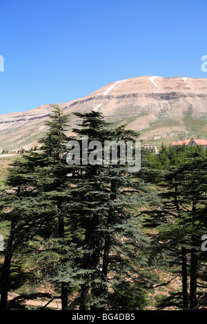 The Cedar Trees of Bcharre, Qadisha Valley, UNESCO World Heritage Site ...