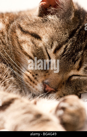 Domestic tabby cat Stock Photo - Alamy
